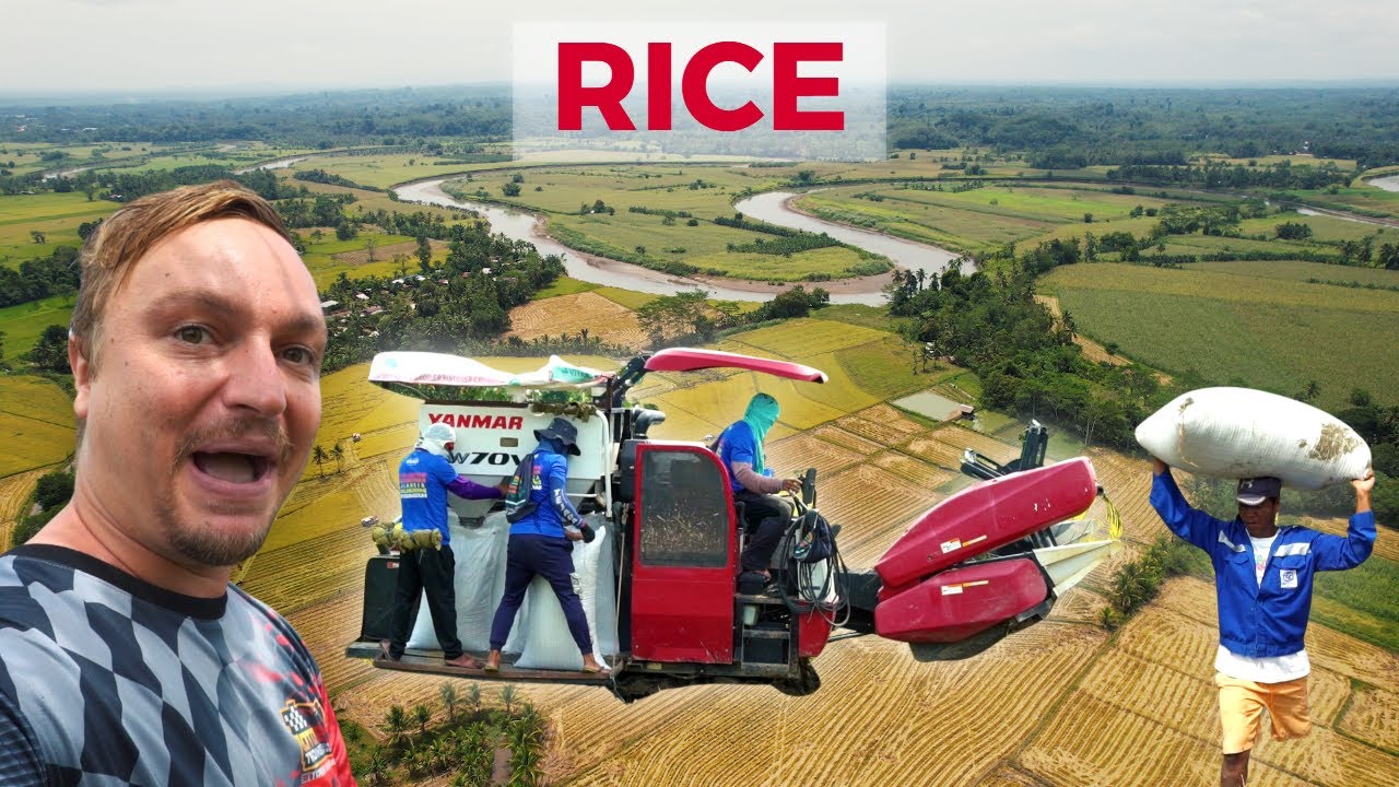 PHILIPPINES RICE HARVEST in Agusan del Sur (Kumander Daot) - YouTube