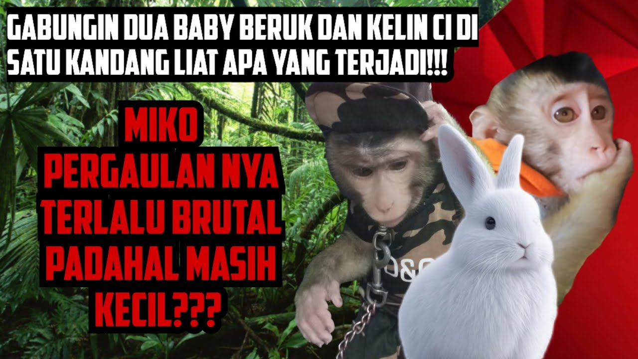 Dua baby beruk yang mencoba bergaul dengan kelinci lihat apa yang ...