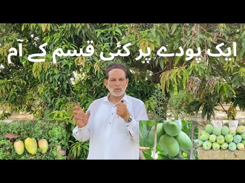 World famous Pakistani Mangoes | Mango in Dessert - YouTube