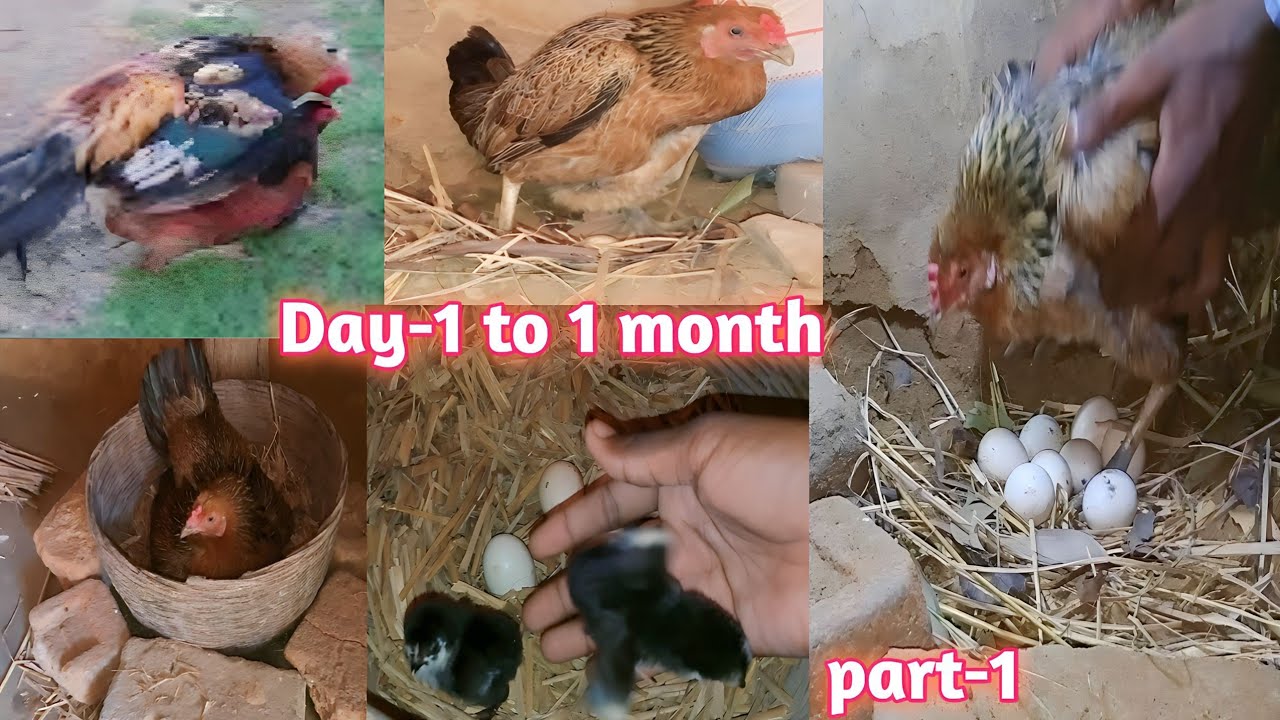 A hen laid 8 eggs Out of nine eggs 2 chicks came out - part 1#OnlyAseel ...