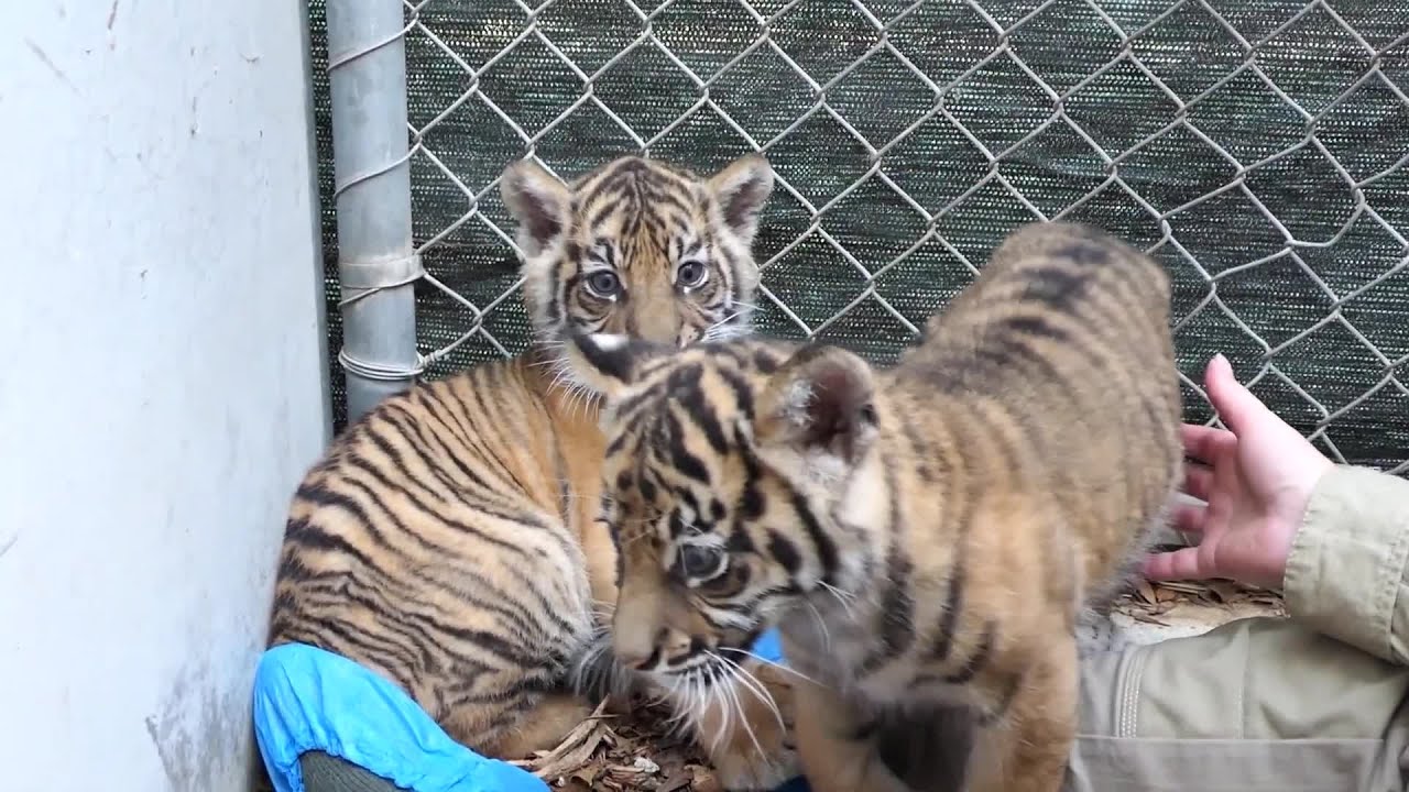 Adelaide Zoo's Tiger Cubs Get Purr-fect Results at Vet Check - YouTube