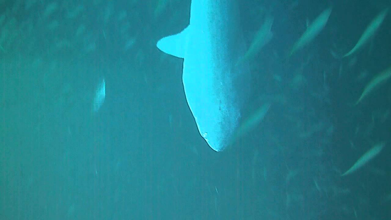 Sand TIger shark on the SS Papoose - YouTube