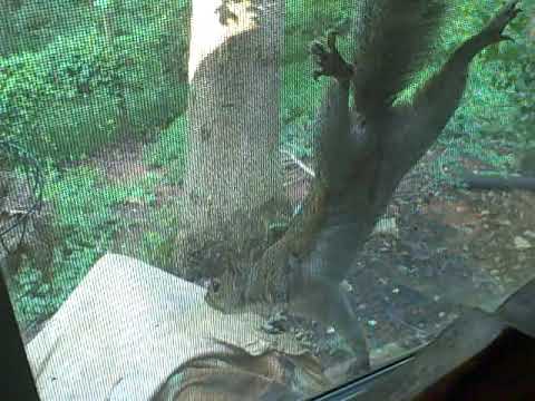 Squirrel on the window screen - YouTube