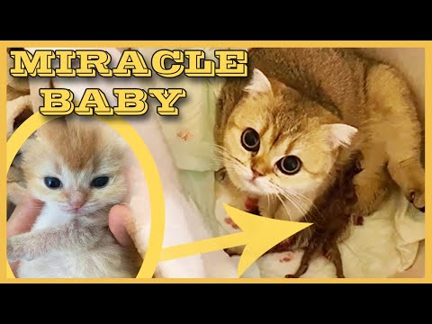 CAT GIVING BIRTH!? Kedimizin doğum anları!