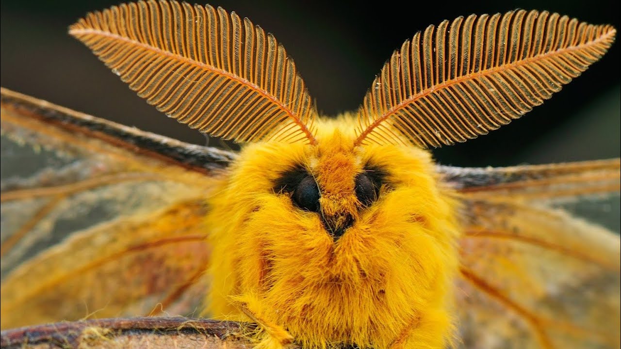 Sooo....I had a fear of moths. - YouTube