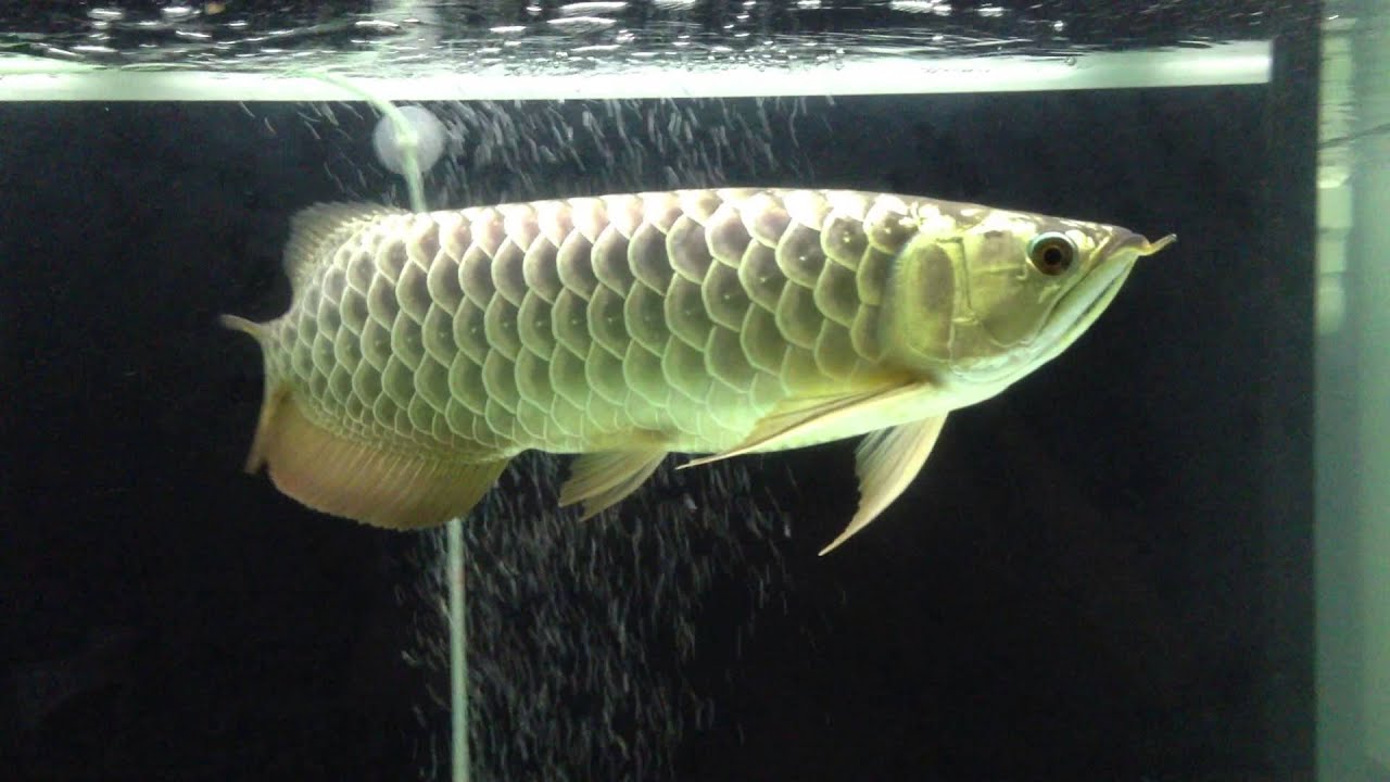 bbxb under white light - YouTube