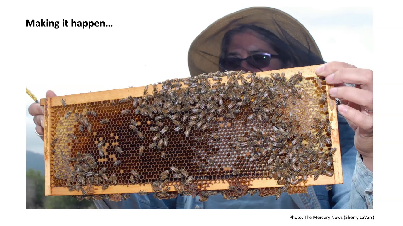 Do we Have an Audacious Vision for the Future of Bees? by Heather ...