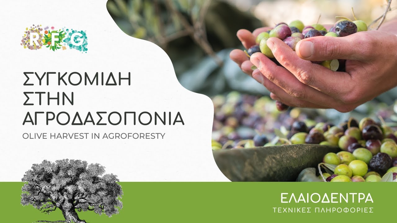 Συγκομιδή ελιάς στην αγροδασοπονία | Harvesting olives in agroforestry ...