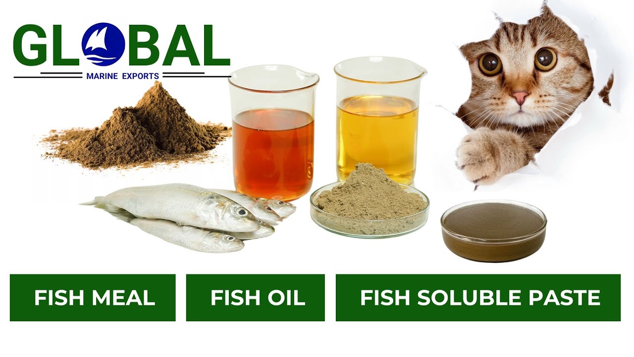 Fish Meal & Fish Oil Processing Plant | Global Marine Exports | Pet ...