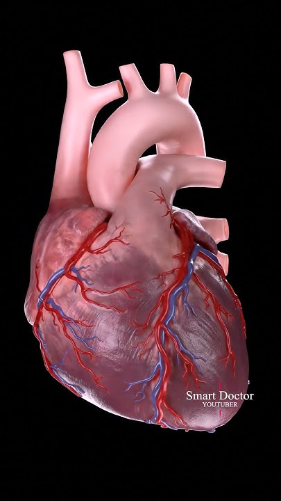 The Pump That Runs Your Life Your Heart 🫀 Youtube