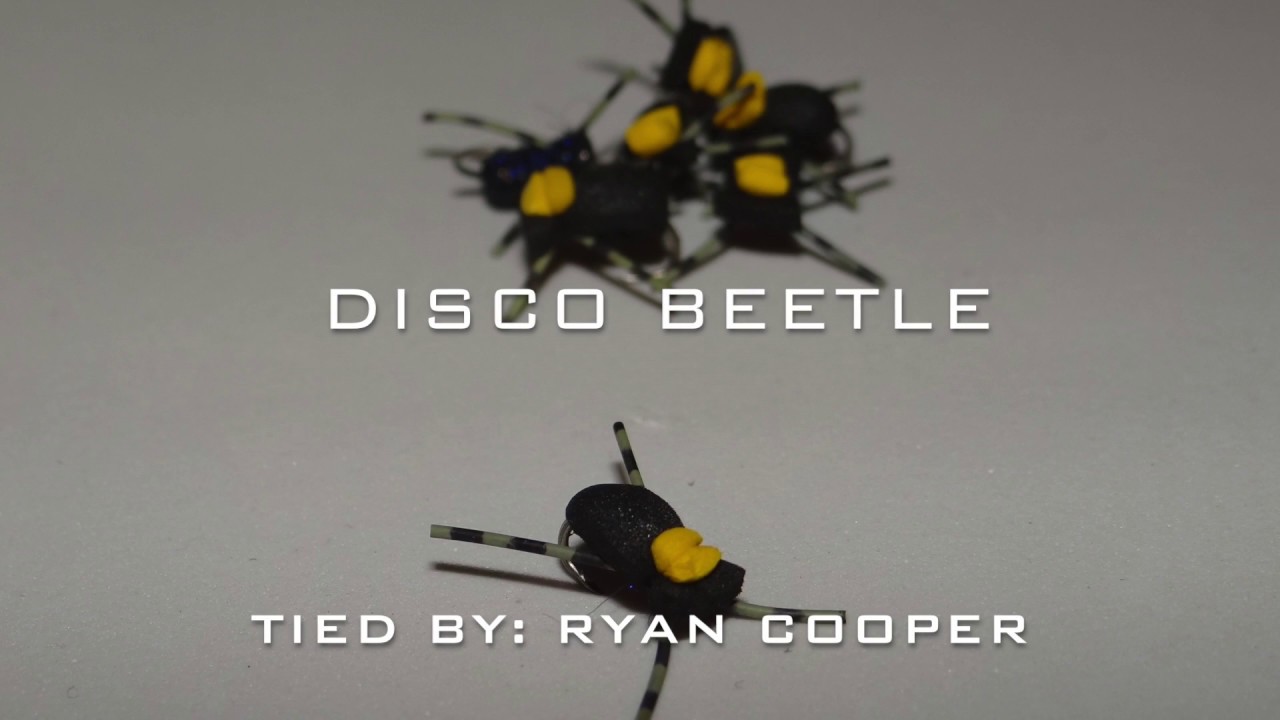 Disco Beetle - YouTube