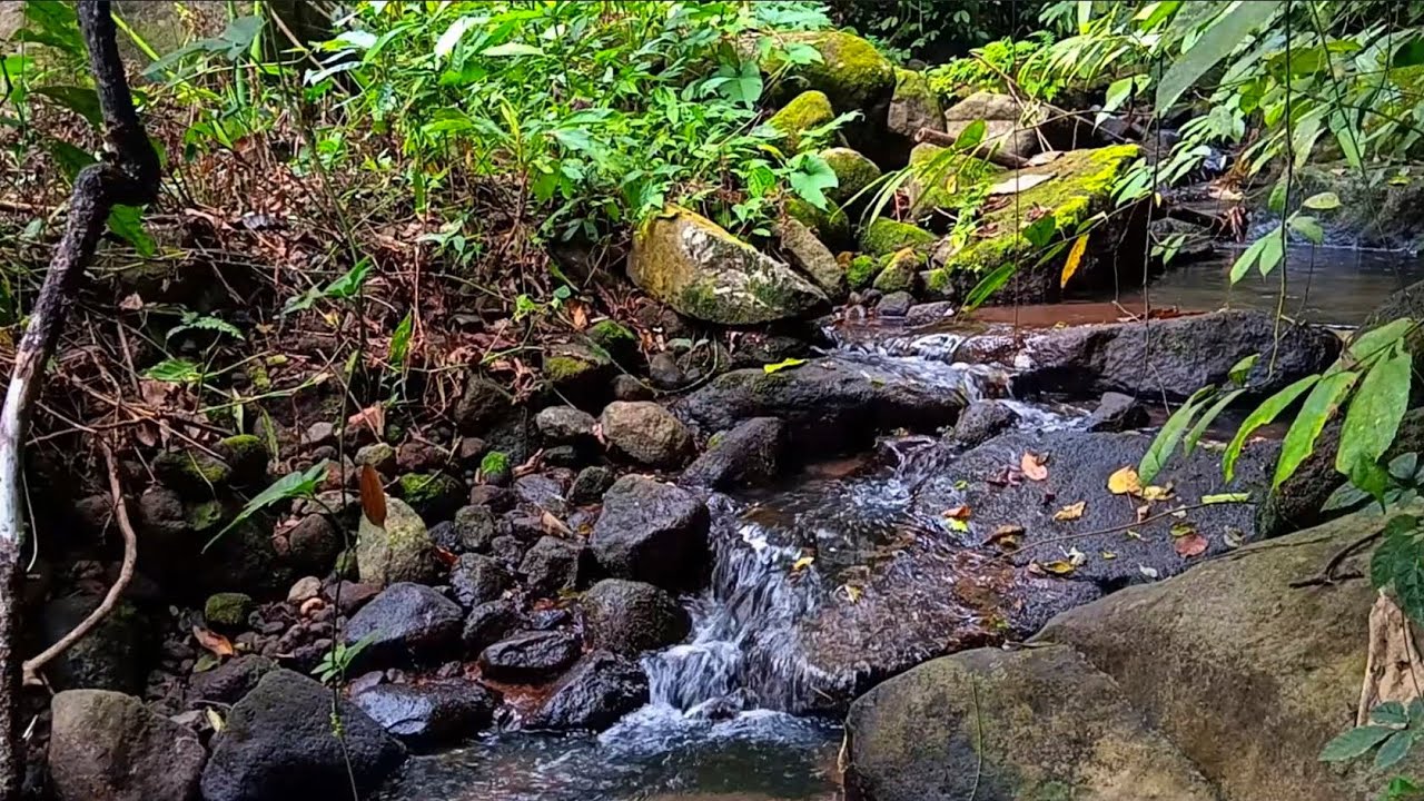 Gentle Jungle Stream with Clear Water Flowing Over Mossy Rocks ...