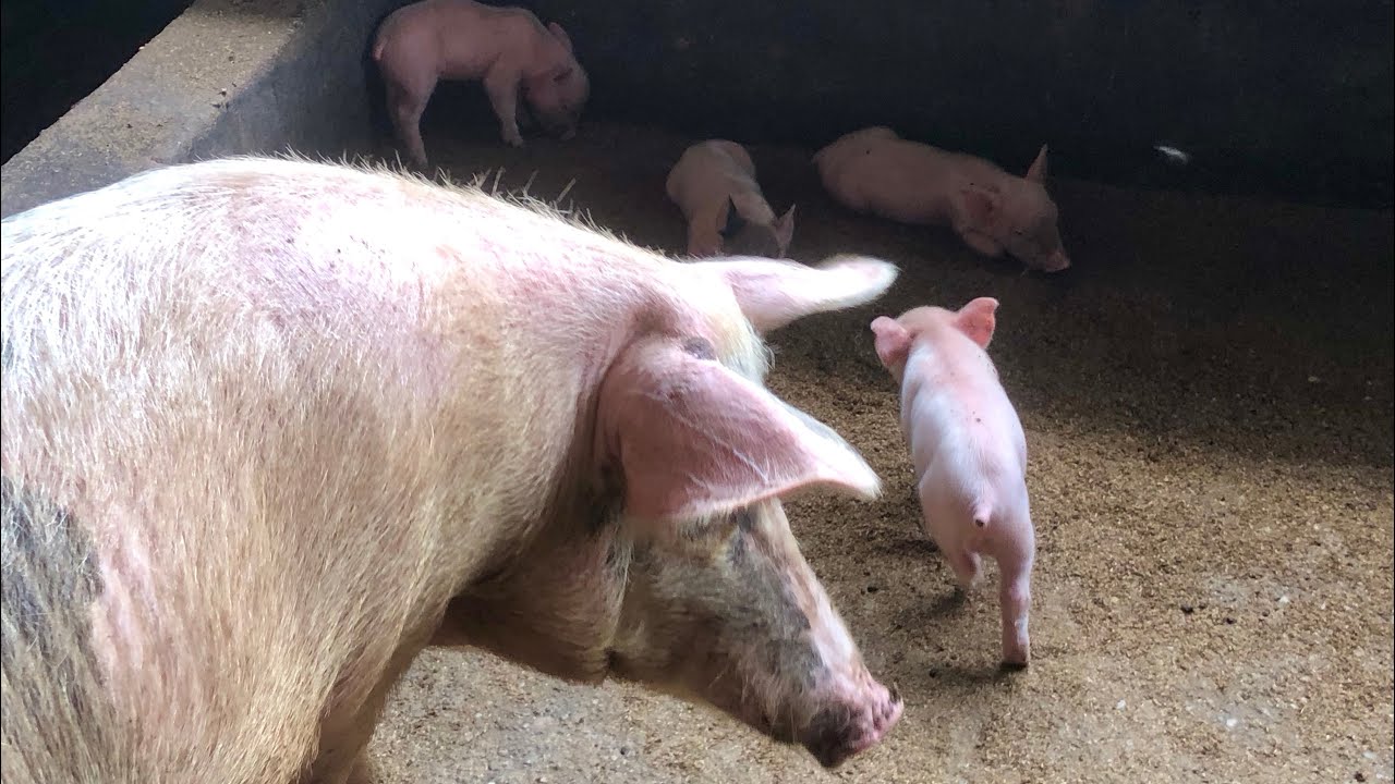 Why You Experience Still-Births At Your Pig Farm - YouTube