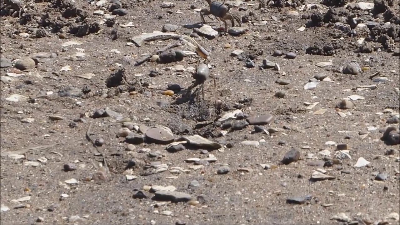 Why do Fiddler Crabs wave they're arms/claws? (1080p HD) - YouTube