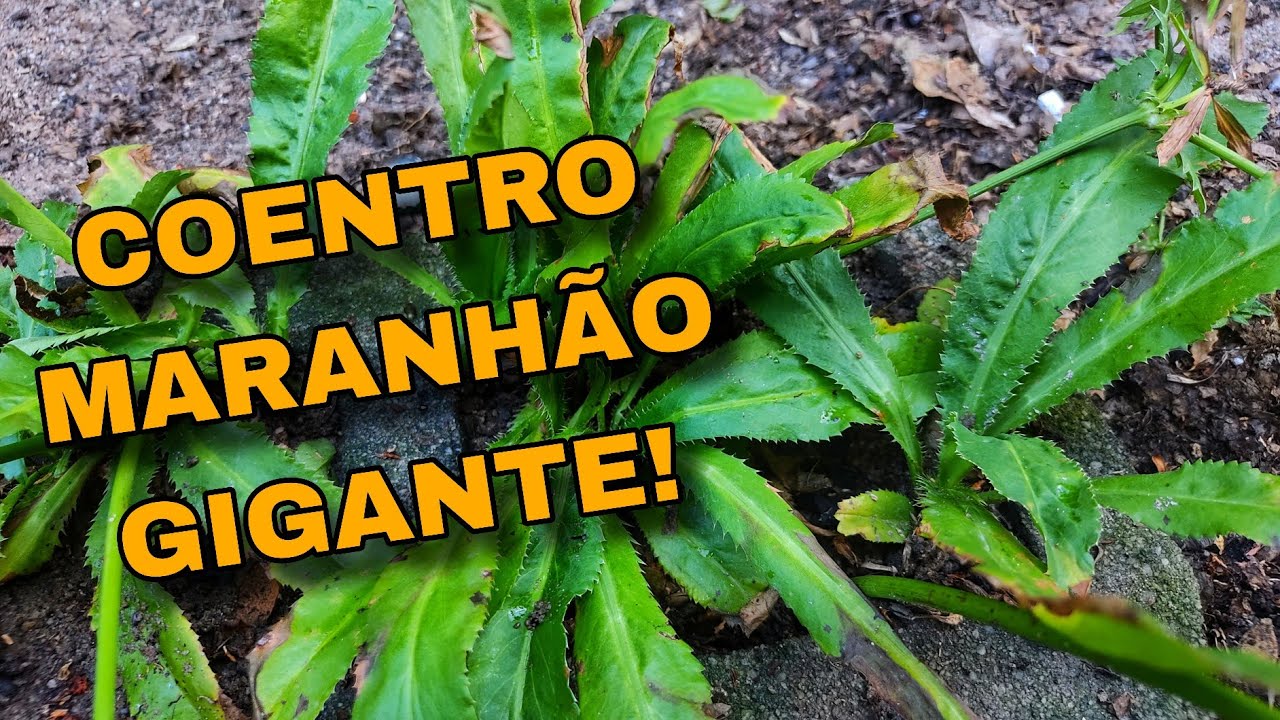 Como Plantar Coentro Maranhão (Coentrão / Coentro-Do-Mato / Chicória-do ...