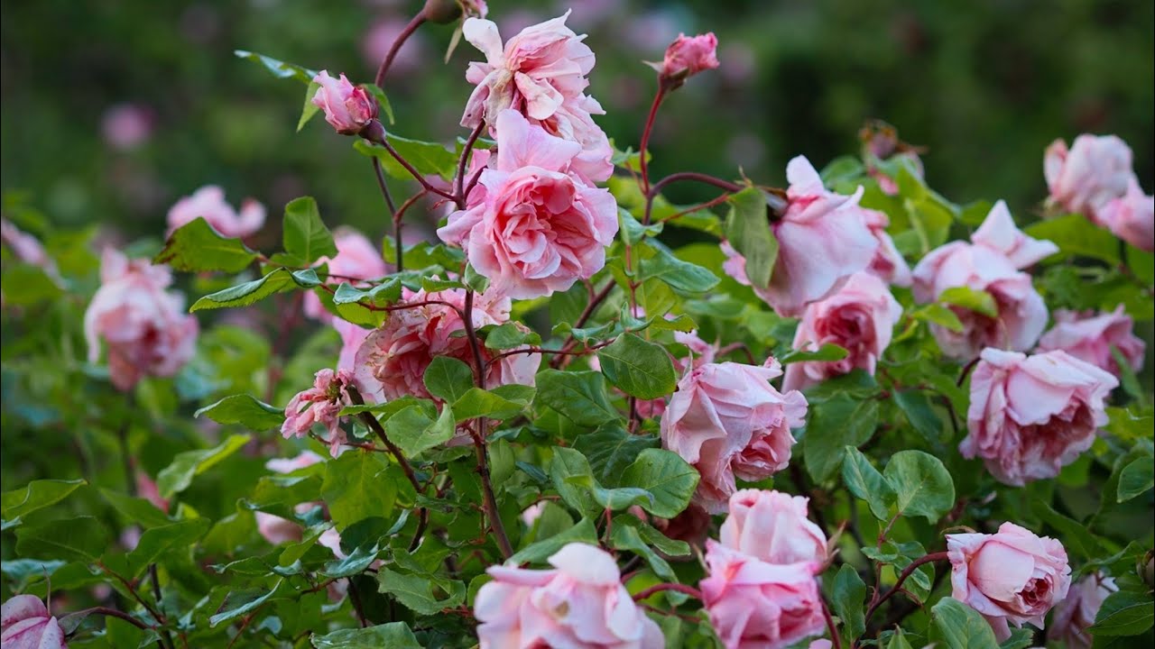 4K HDR - Old tea rose Madame Émilie Charron & William R. Smith ...