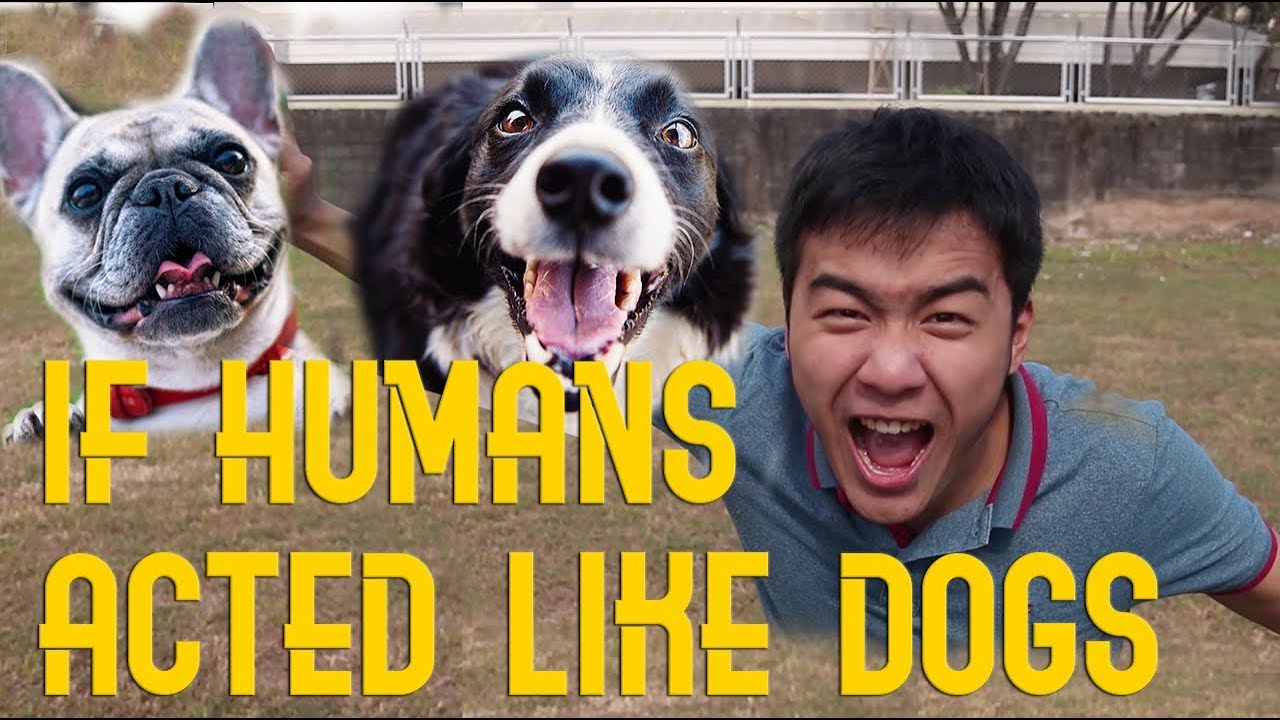 If Humans Acted Like Dogs - YouTube