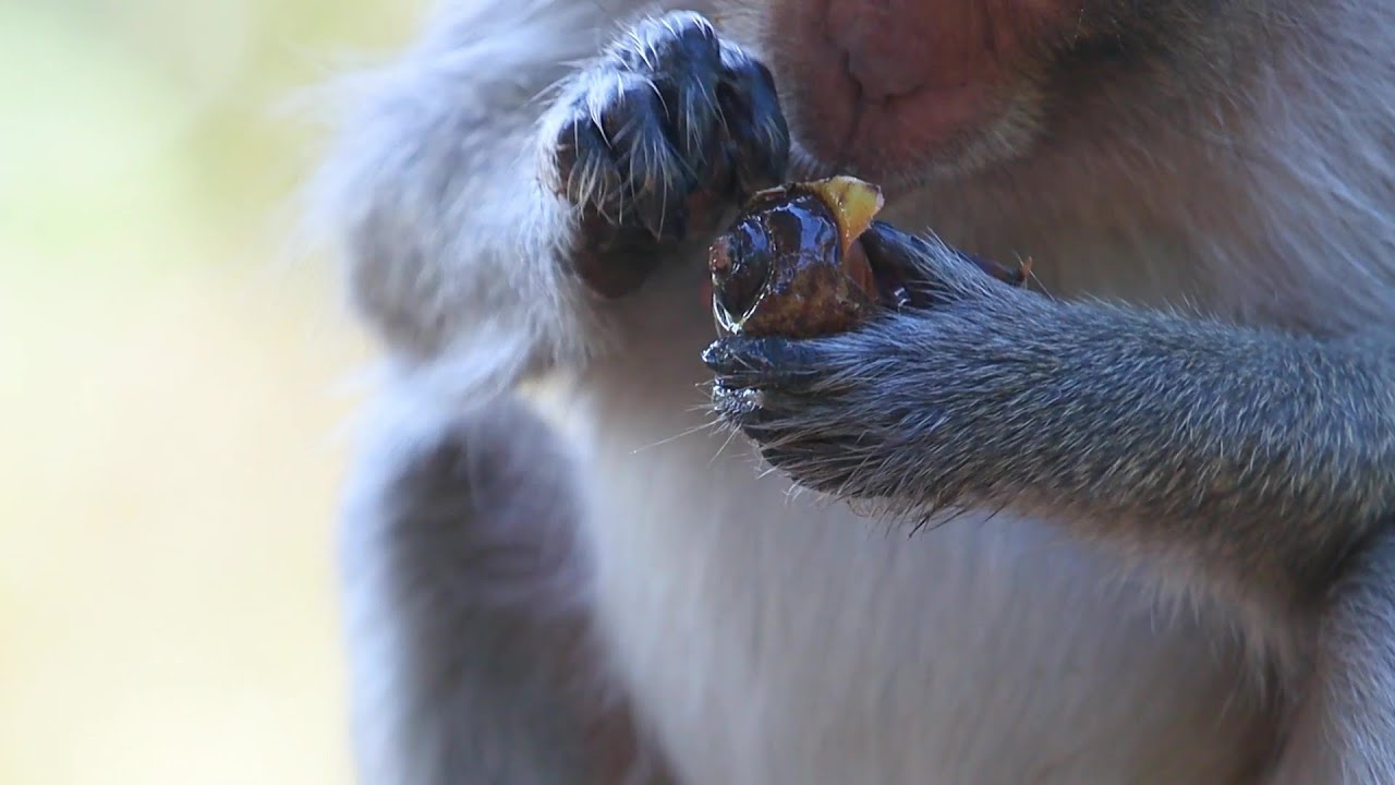 Monkey Actions's broadcast | Day 058 EP 01 | - YouTube