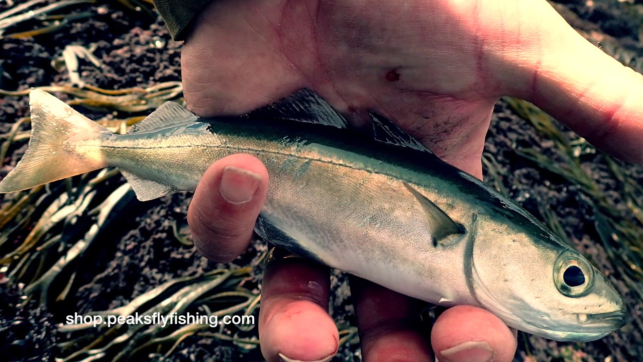 Catching Coalfish Fly Fishing At Filey Brigg - YouTube