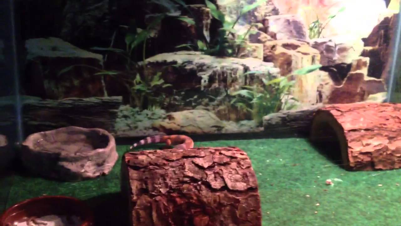 10 gallon leopard gecko setup - YouTube