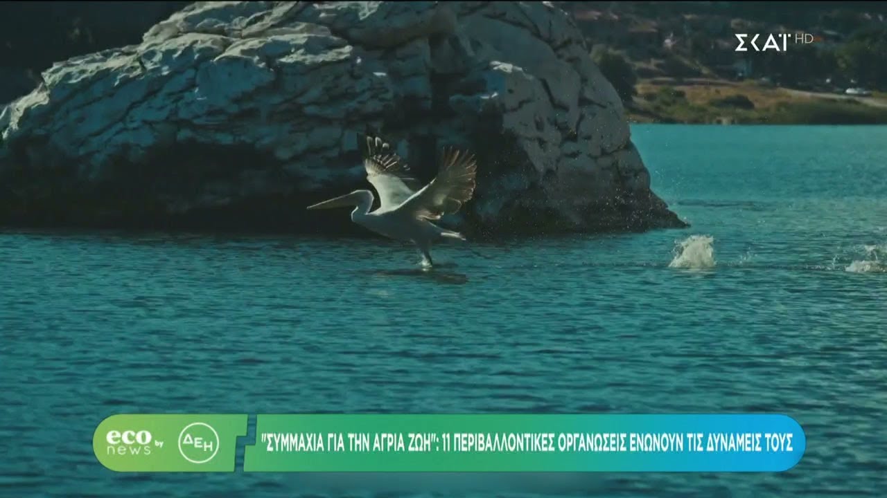 ECO NEWS BY ΔΕΗ | Συμμαχία για την Άγρια Ζωή: 11 περιβαλλοντικές ομάδες ...