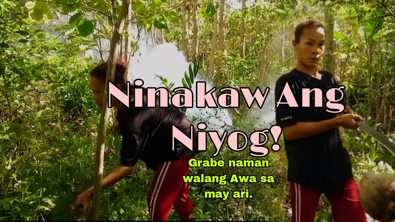 Ninakaw Ang Niyog | Grabe naman walang awa sa may ari!! - YouTube