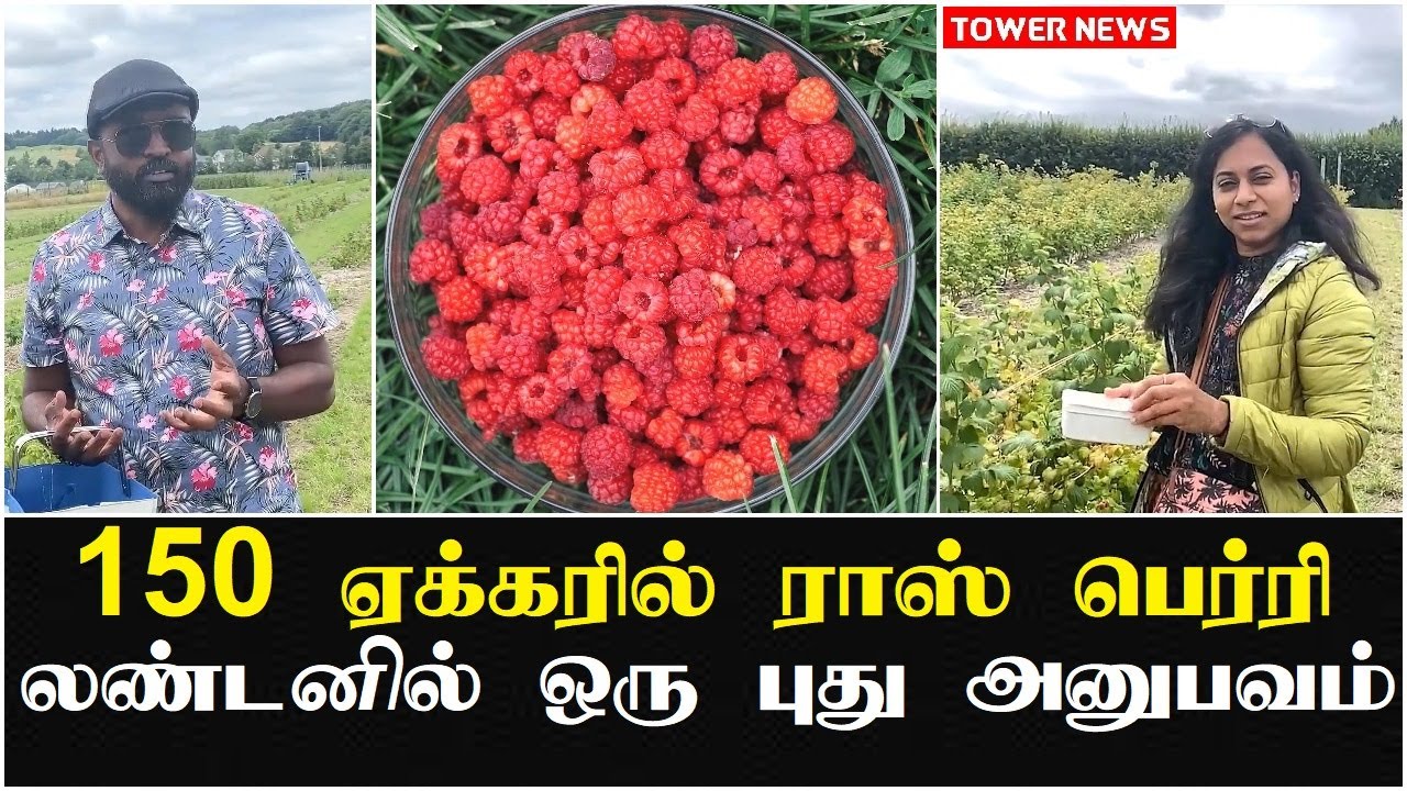150 ஏக்கரில் ராஸ் பெர்ரி | Raspberry fruit | Raspberry Gardan tamil ...