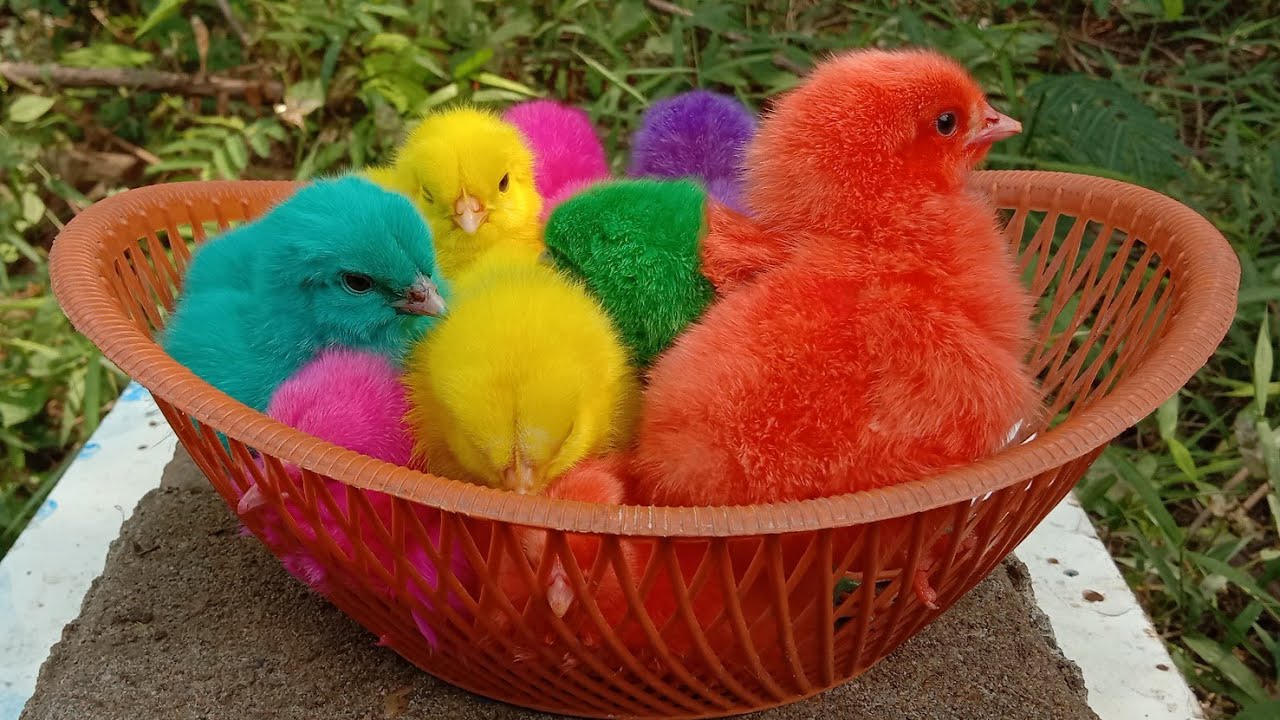 Catch millions of cute chickens, colorful chickens,rainbow chickens ...