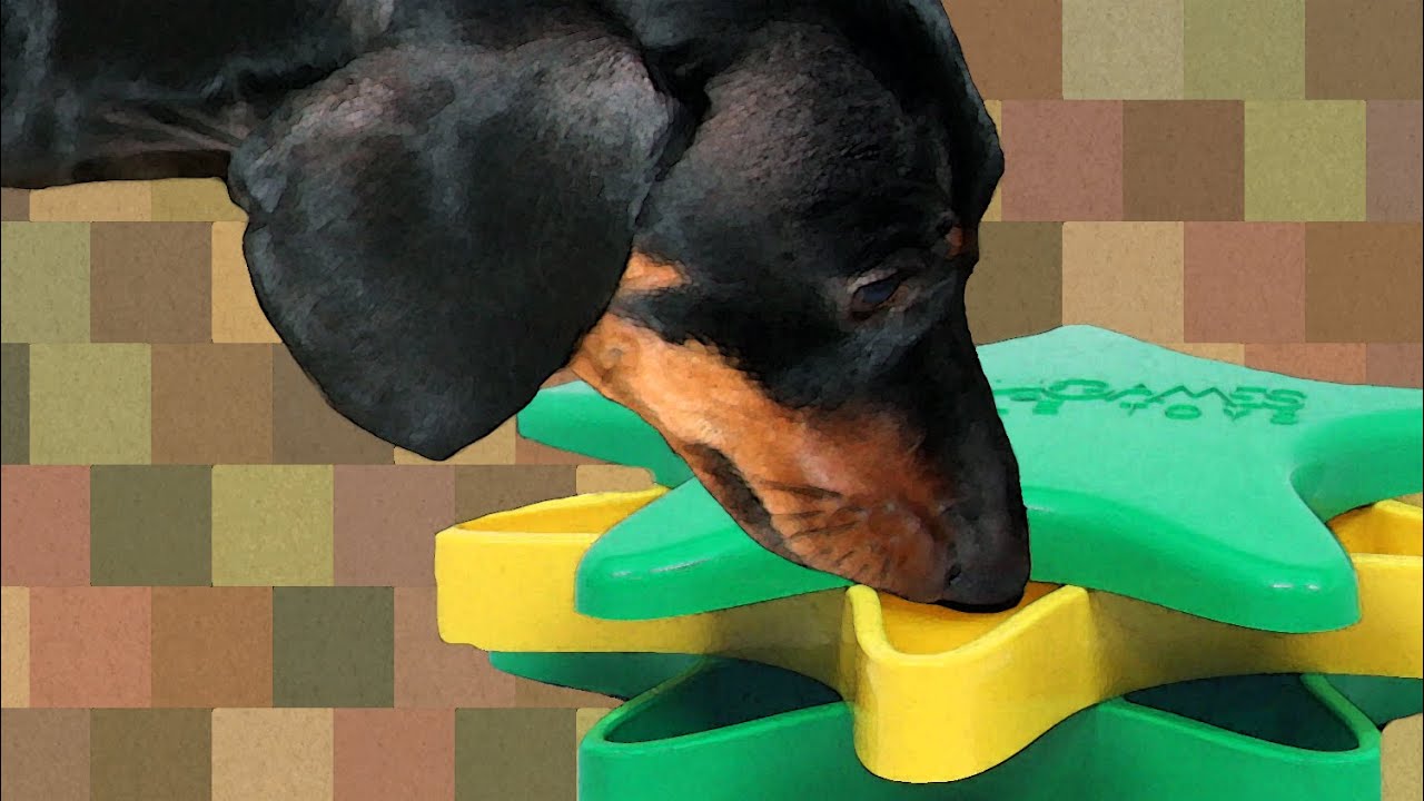 Enthusiastic Dachshund tests the "Star Spinner Dog Toy Puzzle" #11 ...