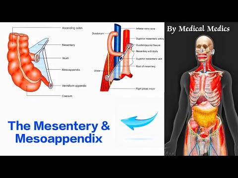 The Mesentery and Mesoappendix | Attachments and Contents | Medical ...