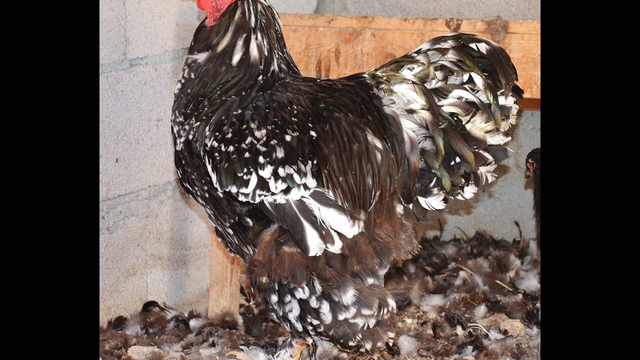 Black Mottled Brahma Horoz - YouTube