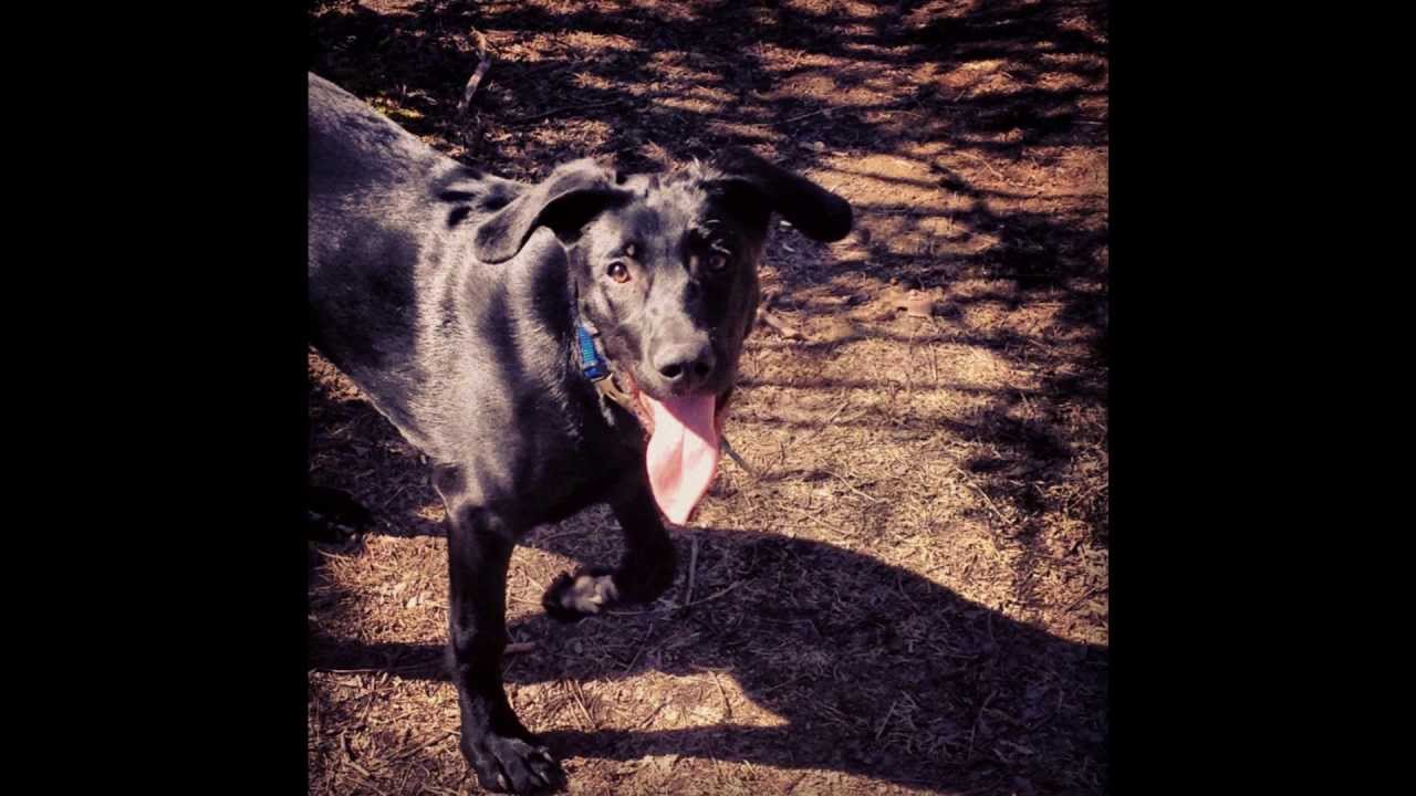 Introducing RAVEN, The Black Labmaraner! - YouTube