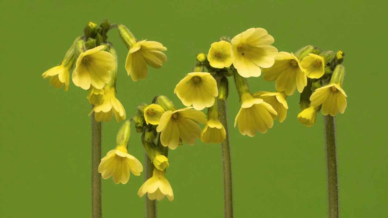 🌷Time Lapse: Stunning Flowers are Blooming Full HD 4K Video - YouTube