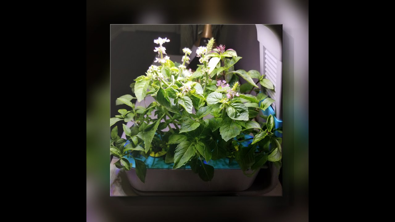 Grow Holy Basil and Thai Basil in Aerogarden Sprout - YouTube