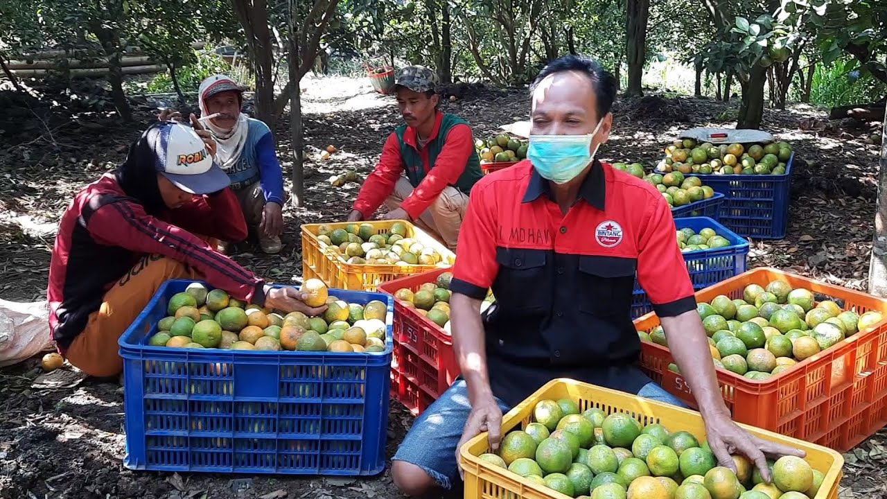 PANEN RAYA JERUK KEPROK BATU 55 ️ - YouTube