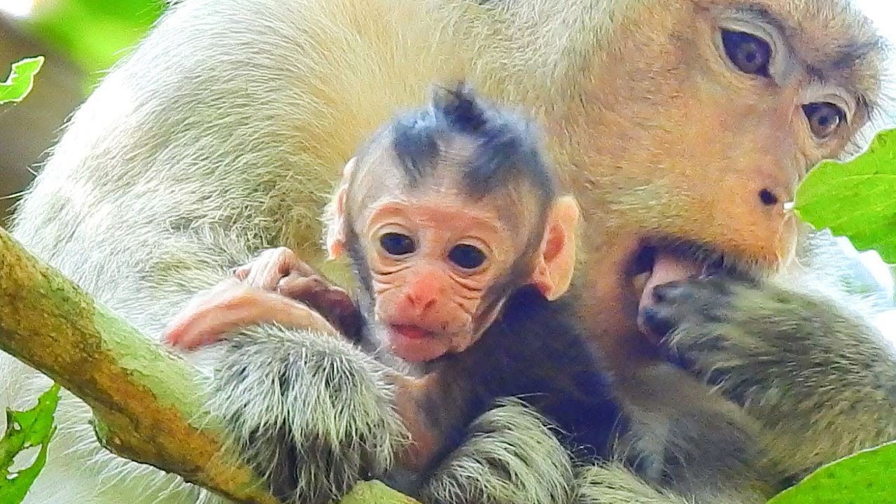 First, Monika newborn baby gets milk from mother Maddie on the tree ...