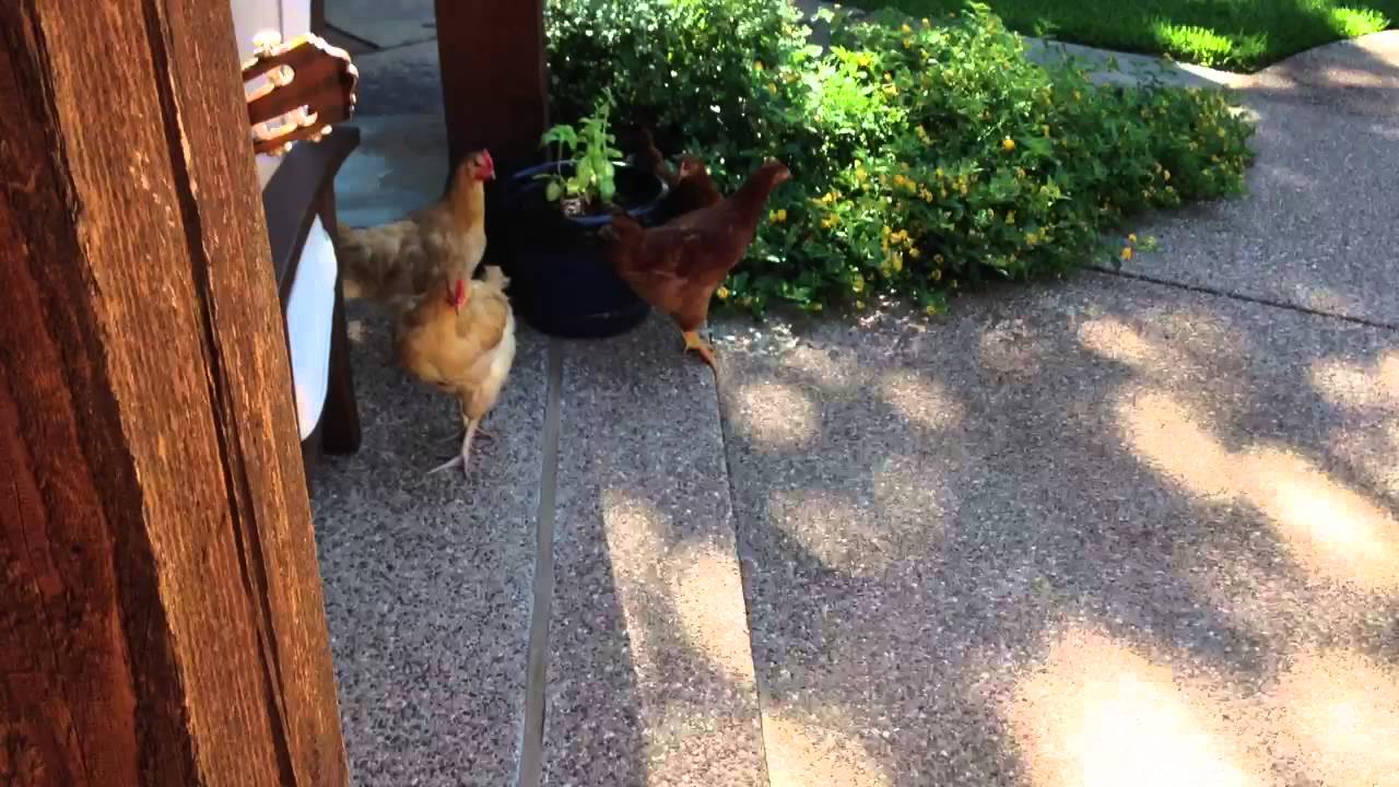 Chickens, Bach, and Max - YouTube