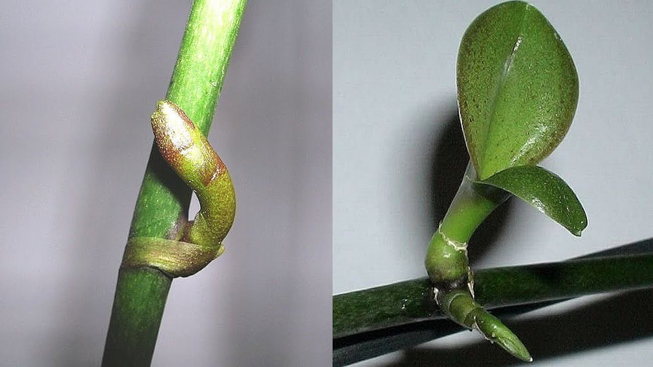 🔥🍌It's amazing! With only 1 fruit! Orchids quickly grow many seedlings ...