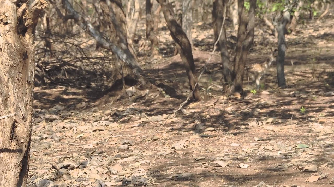 Leopard in hunting pose @ Gir Forest - YouTube