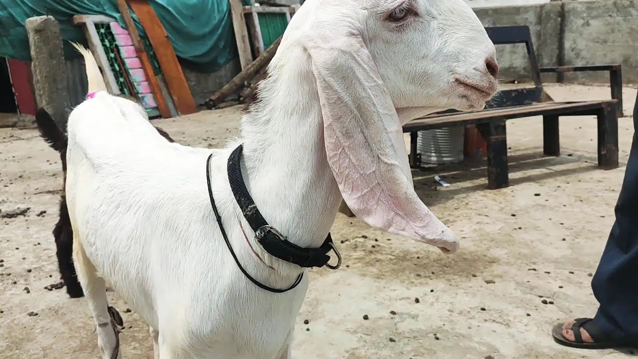 KGN sultan goat farm MP sendhwa jila barwani - YouTube