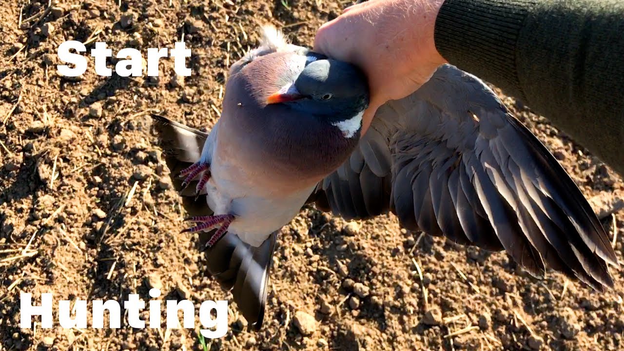 Start Hunting - My first Year as a Hunt Padawan - Impressions - YouTube