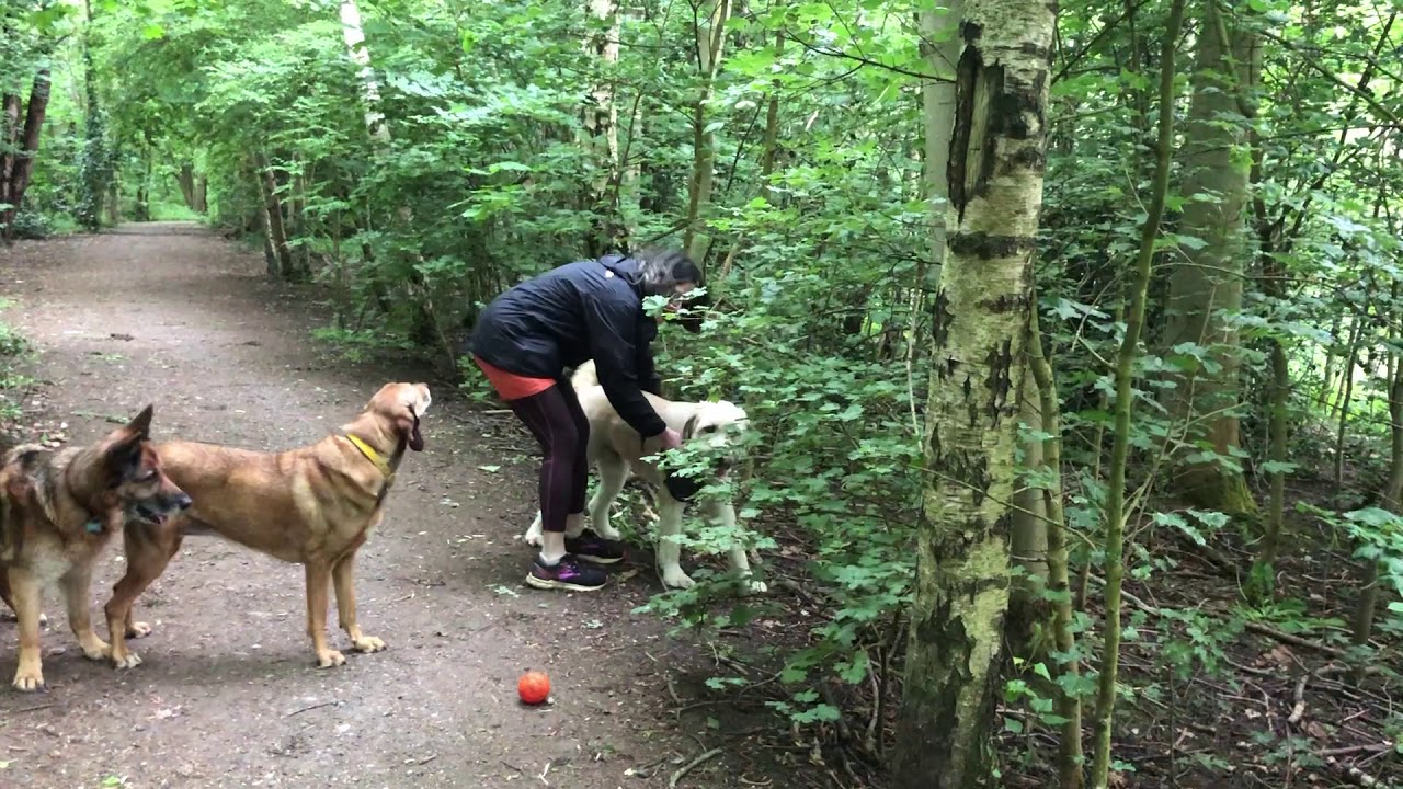 Boomer walking off lead 2 - YouTube