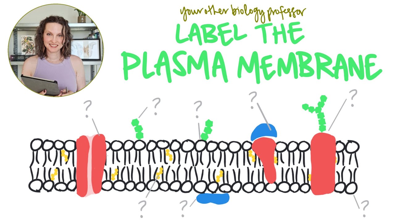 Draw (and label!) the Cell Membrane - YouTube