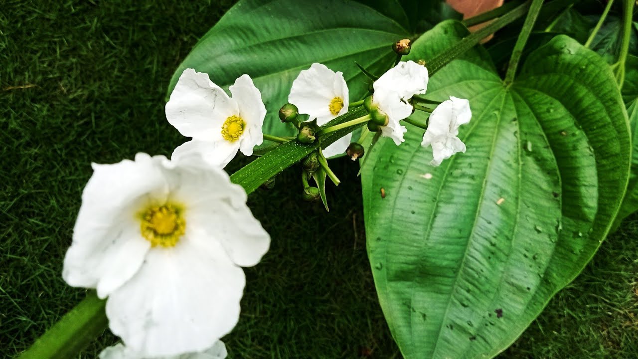 Menanam bunga eksotik dari Brazil || Planting exotic plant from Brazil ...