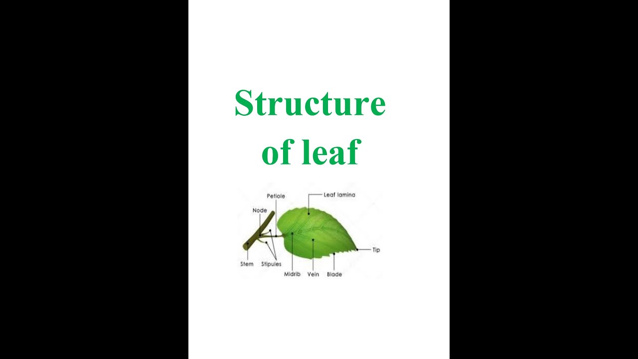 Leaves Structure Of Leaf Functions Of Leaves Biology NEET leaves-structure-of-leaf-functions-of-leaves-biology-neet