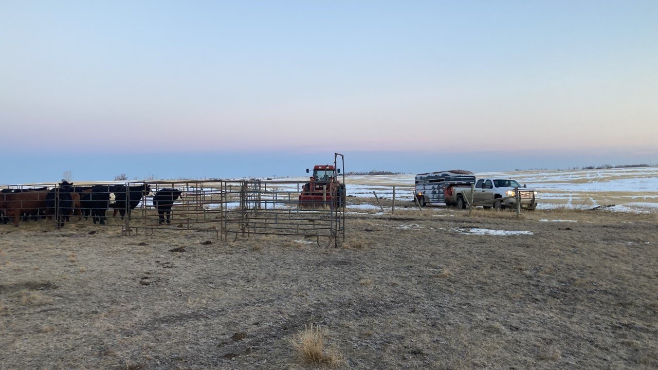 Less Than Ideal Conditions For Fall Ranch Tasks - YouTube