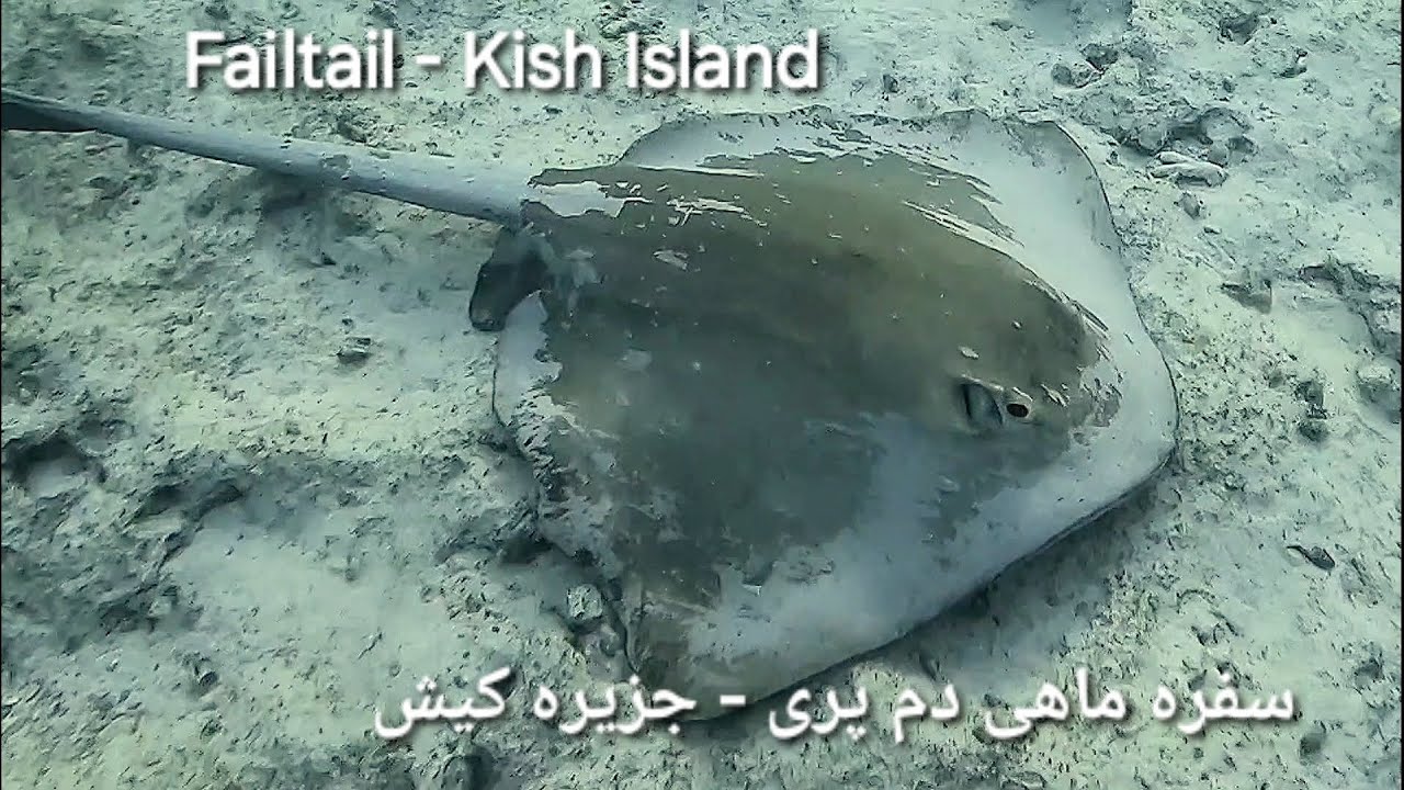 سفره ماهی دم پری جزیره کیش Fantail ray - Kish Island - YouTube
