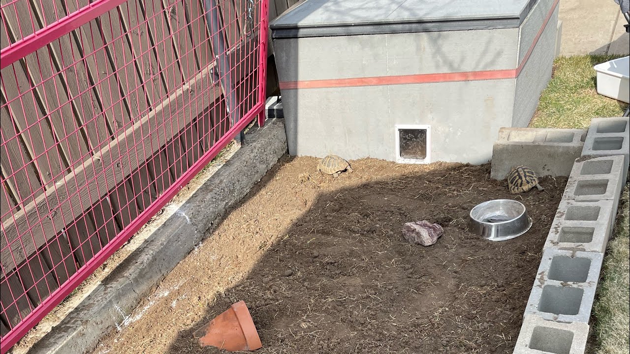 Building the tortoise shed and outdoor enclosure ep. 3 - YouTube