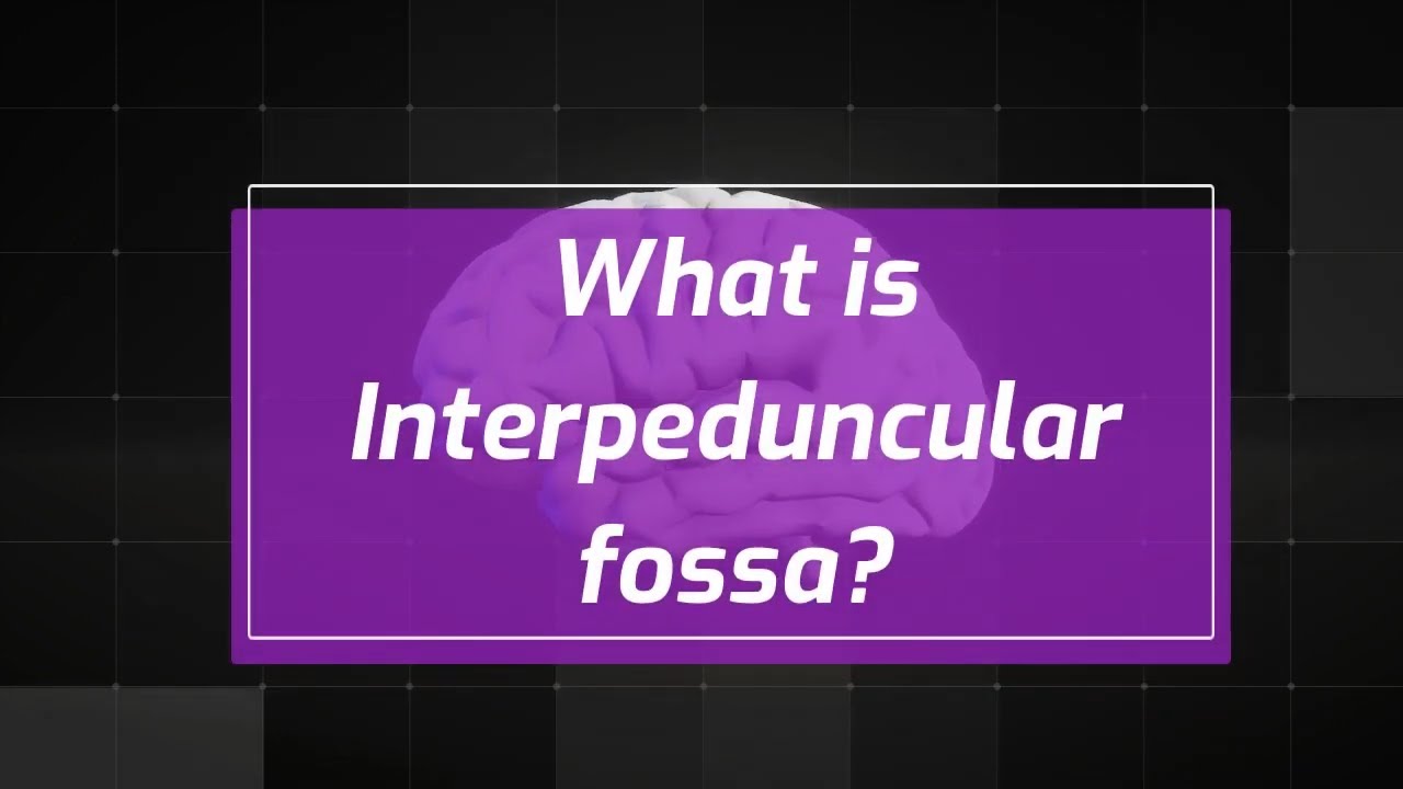 What is Interpeduncular fossa? - YouTube