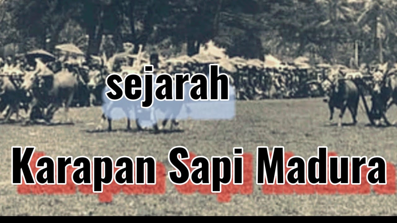 Sejarah Karapan Sapi Madura II @DewiSurya-1508 - YouTube
